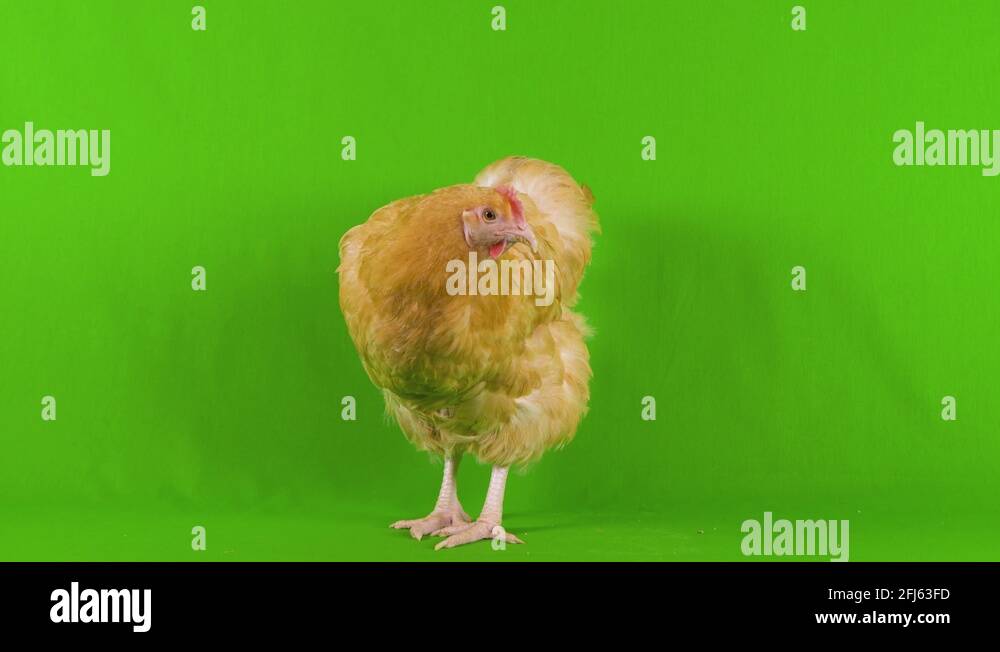 Alive chicken bird studio shot Stock Videos & Footage - HD and 4K Video ...