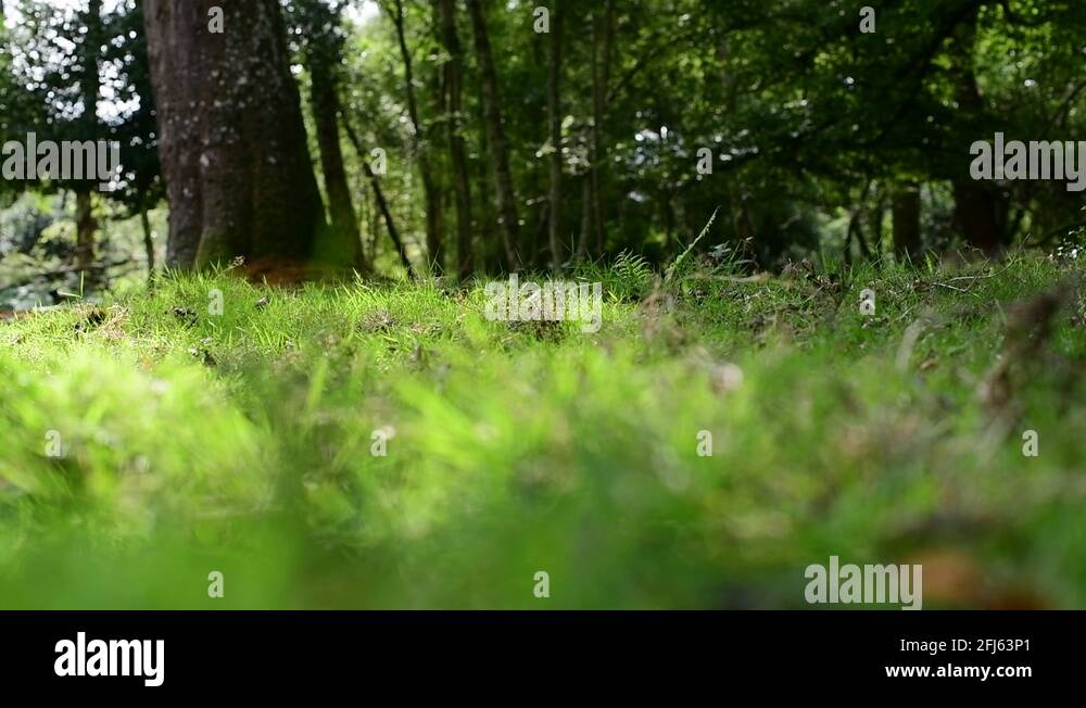 Forest floor greenery Stock Videos & Footage - HD and 4K Video Clips - Alamy