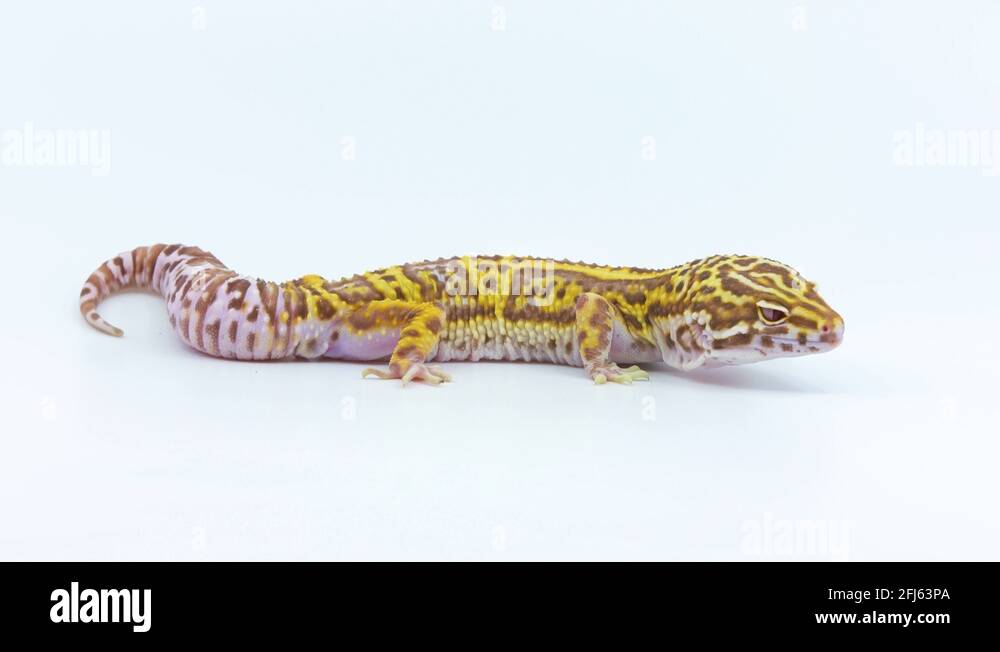 Leopard gecko profile Stock Videos & Footage - HD and 4K Video Clips ...