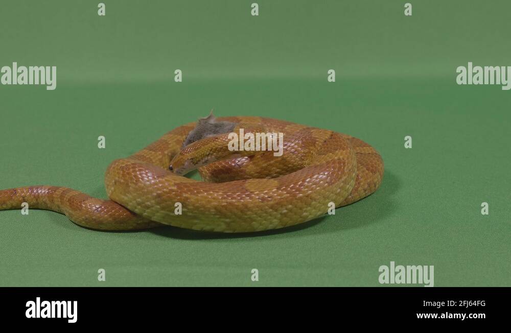 Scary snake Stock Videos & Footage - HD and 4K Video Clips - Alamy