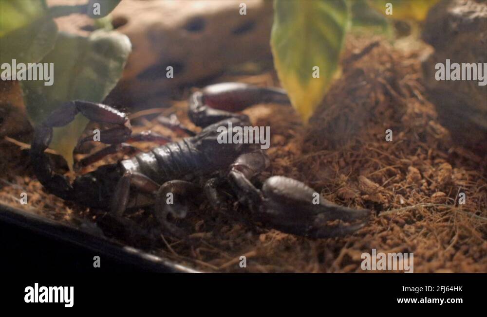 Scorpion tank Stock Videos & Footage - HD and 4K Video Clips - Alamy