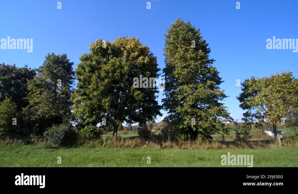 Trees on side of road Stock Videos & Footage - HD and 4K Video Clips ...