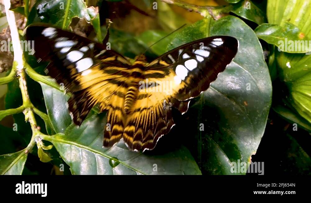 Leaf wing leaf wing Stock Videos & Footage - HD and 4K Video Clips - Alamy