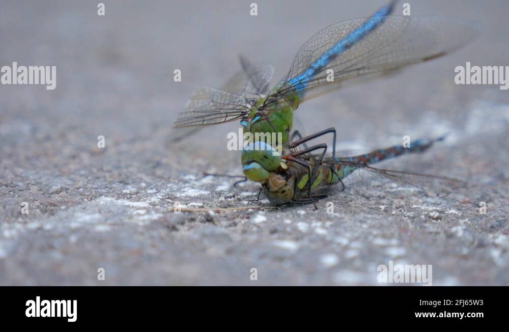 Conor mcgregor Stock Videos & Footage - HD and 4K Video Clips - Alamy