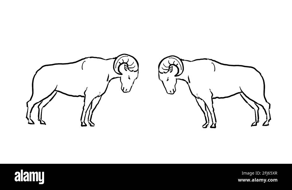 Bighorn Sheep Ram Butting Heads Drawing 2D Animation Stock Video ...