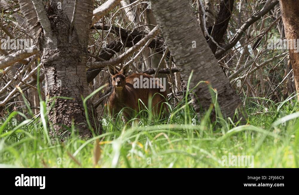 Flea in the ears Stock Videos & Footage - HD and 4K Video Clips - Alamy