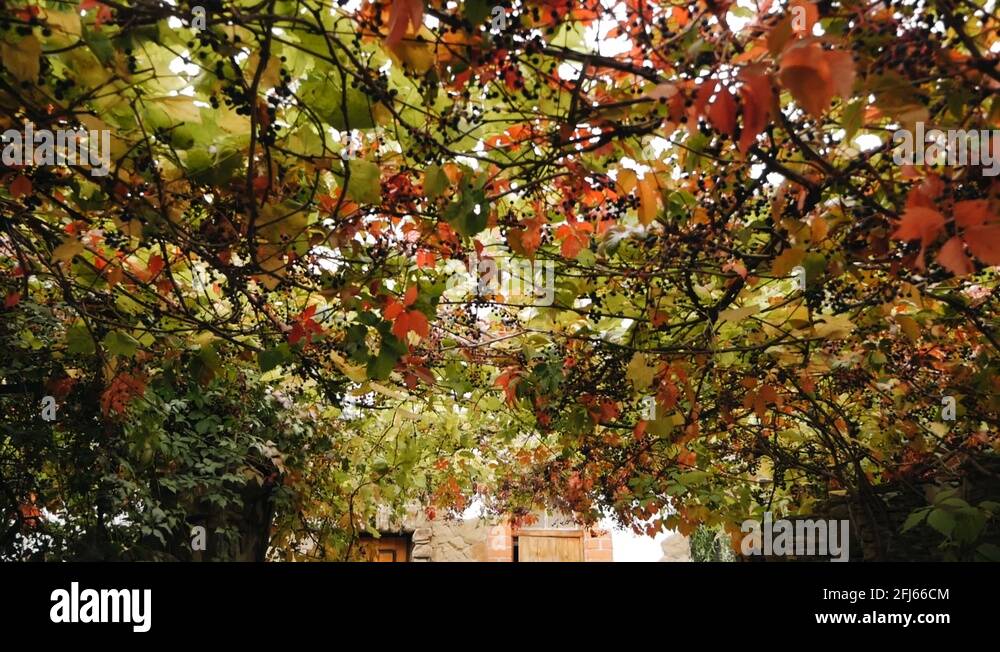 Grape canopy Stock Videos & Footage - HD and 4K Video Clips - Alamy