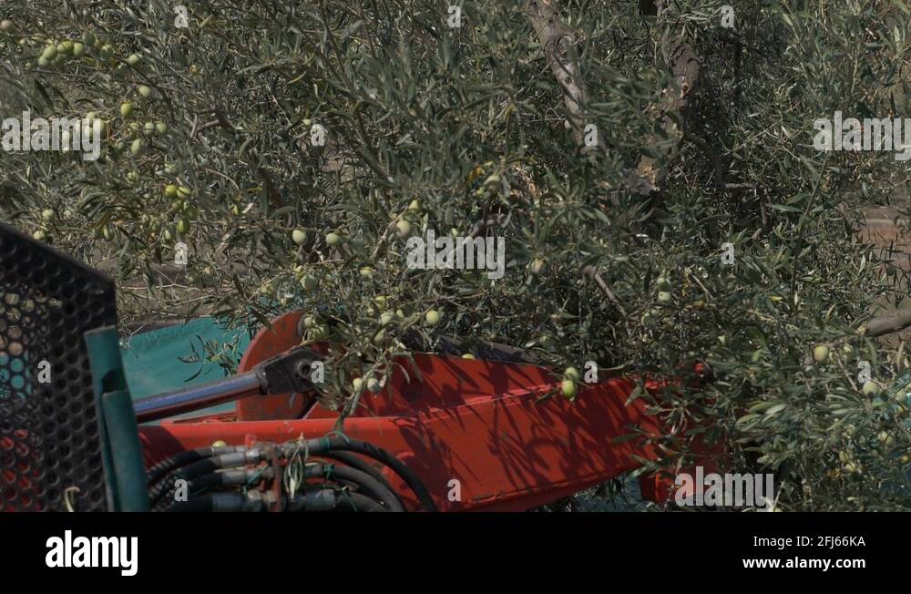 Olive shaking machine Stock Videos & Footage - HD and 4K Video Clips ...