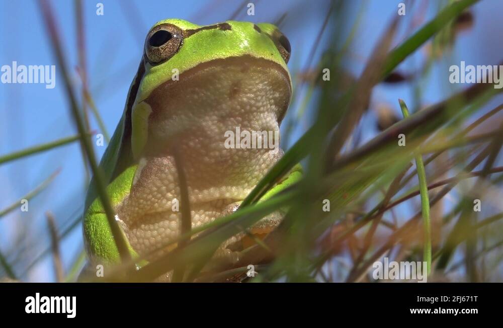 European grass frog Stock Videos & Footage - HD and 4K Video Clips - Alamy