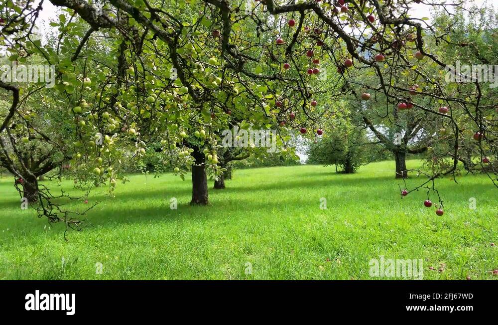 Orchard fruit laden Stock Videos & Footage - HD and 4K Video Clips - Alamy