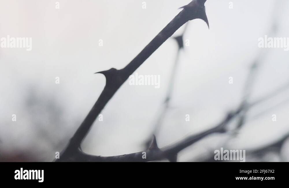 Rose spikes Stock Videos & Footage - HD and 4K Video Clips - Alamy