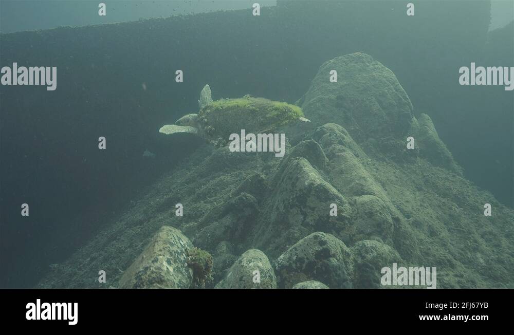 turtle floats on the bottom of a sea along a destroyed ship Stock Video ...