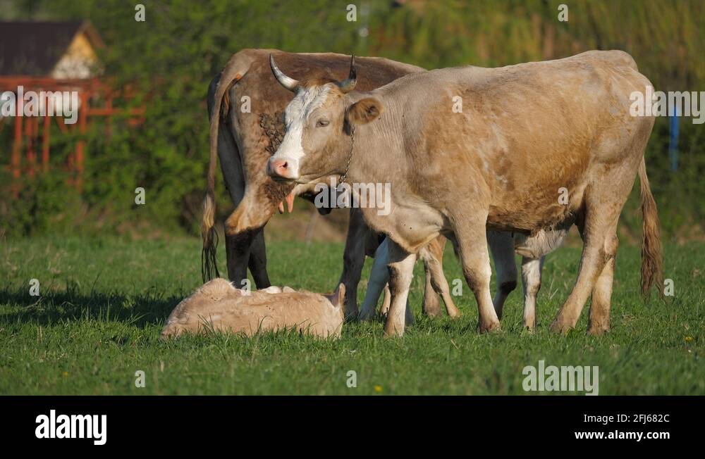 Healthy cows Stock Videos & Footage - HD and 4K Video Clips - Alamy