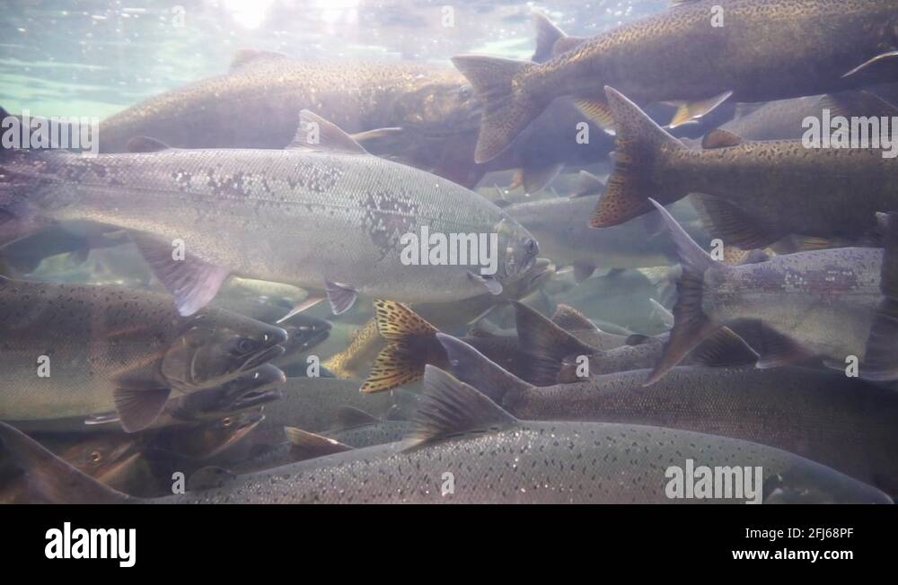 Atlantic salmon underwater Stock Videos & Footage - HD and 4K Video ...