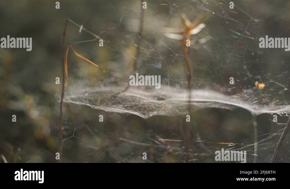 Spider net on sticks in a forest huge house of insect national park in ...
