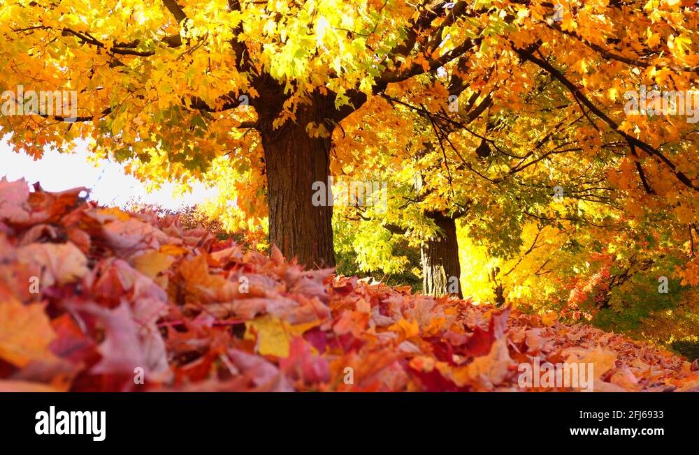 Fallen maple tree leaves tree Stock Videos & Footage - HD and 4K Video ...