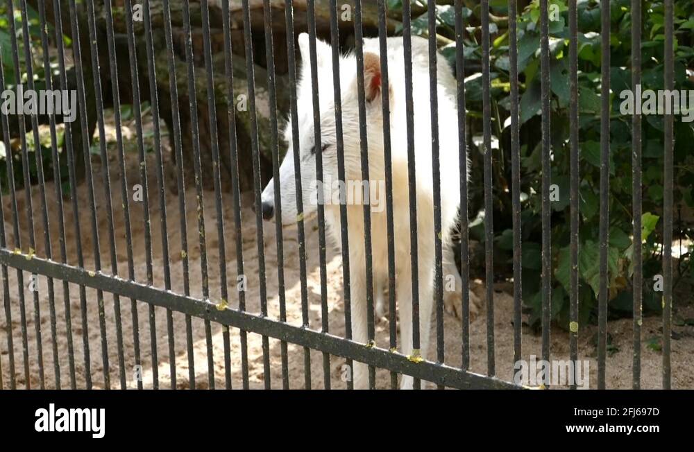 Wild animal fence Stock Videos & Footage - HD and 4K Video Clips - Alamy