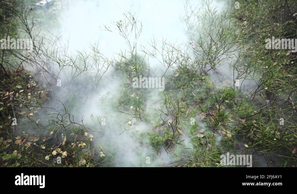 Fog and smoke over the ground in the forest with moss and small plants ...