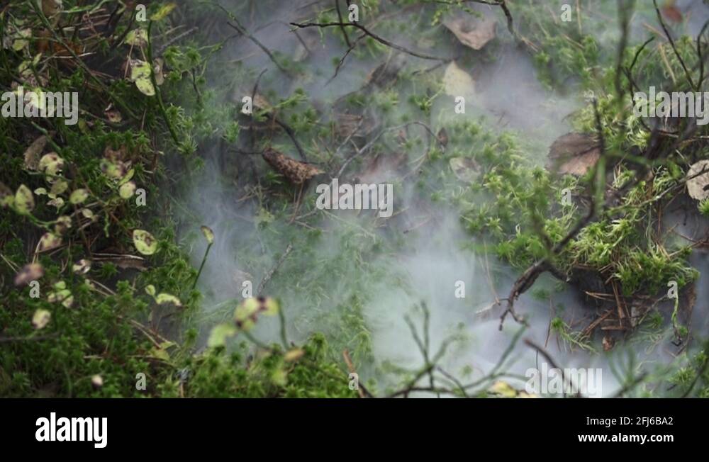 Fog and smoke over the ground in the forest with moss and small plants ...