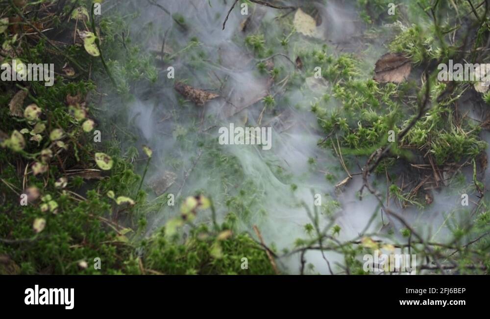 Fog and smoke over the ground in the forest with moss and small plants ...