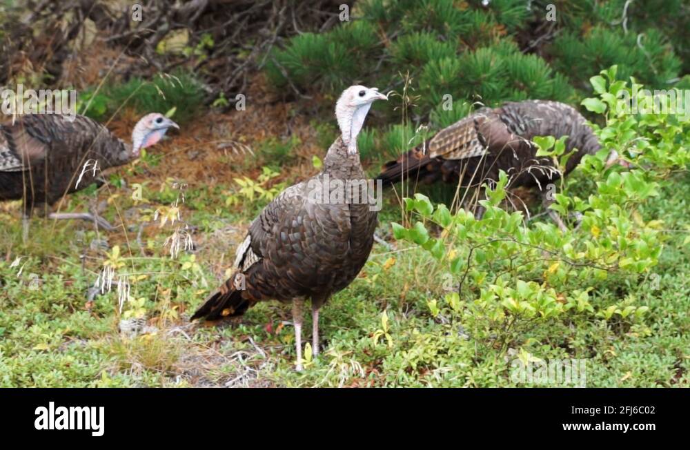 Wild turkey hens in the dunes and woods at Race Point, Cape Cod Stock ...
