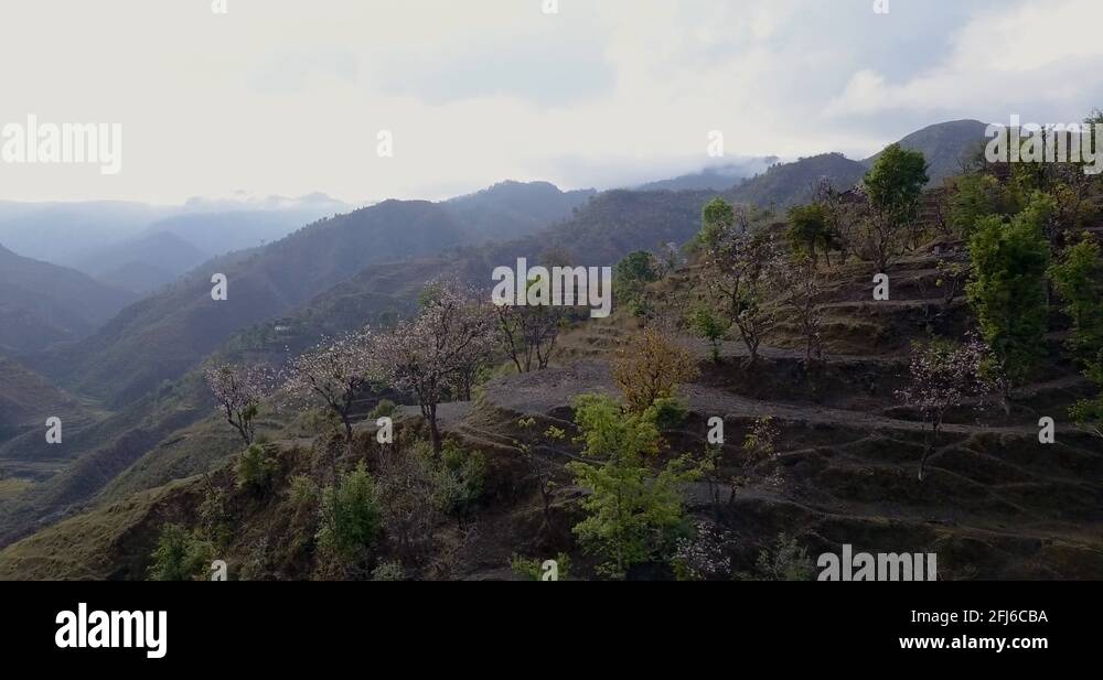 Trees himalayas Stock Videos & Footage - HD and 4K Video Clips - Alamy