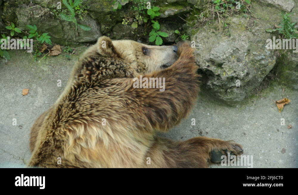 Bear pad Stock Videos & Footage - HD and 4K Video Clips - Alamy
