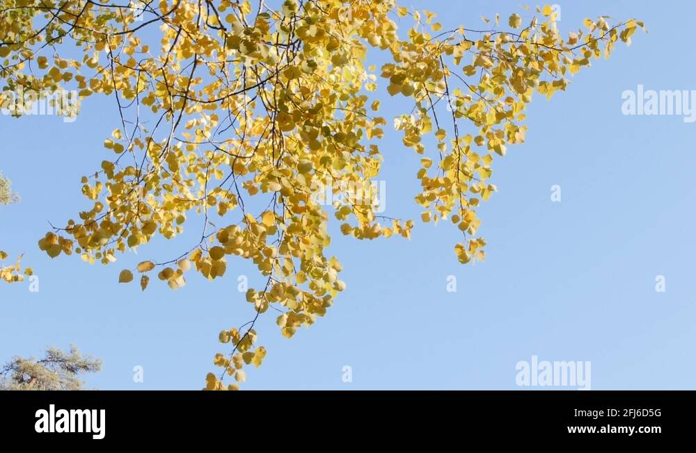 Maroon autumn leaves Stock Videos & Footage - HD and 4K Video Clips - Alamy