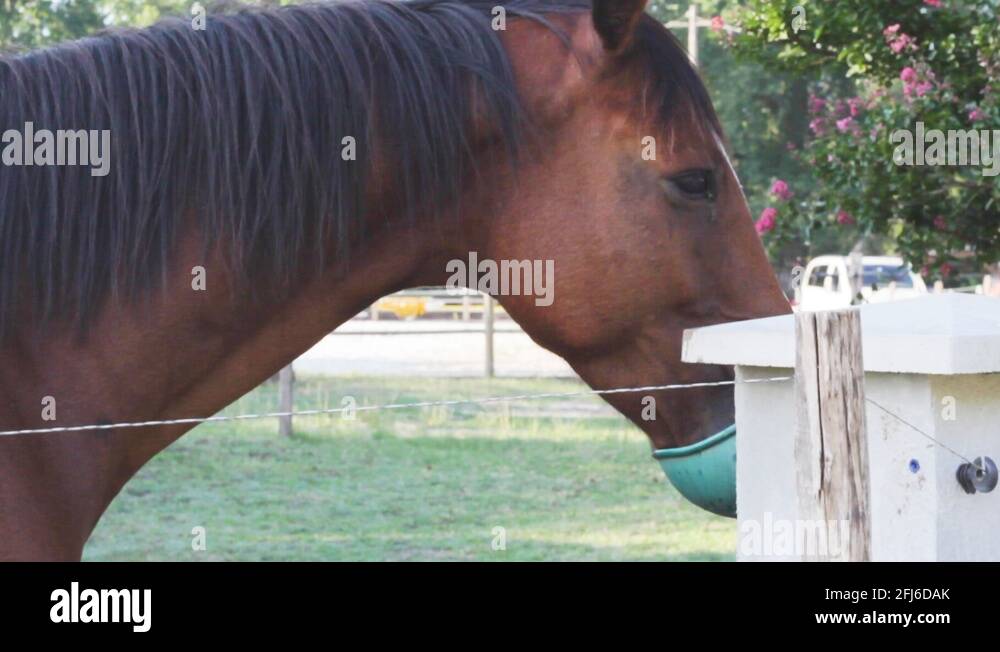 Automatic trough Stock Videos & Footage - HD and 4K Video Clips - Alamy