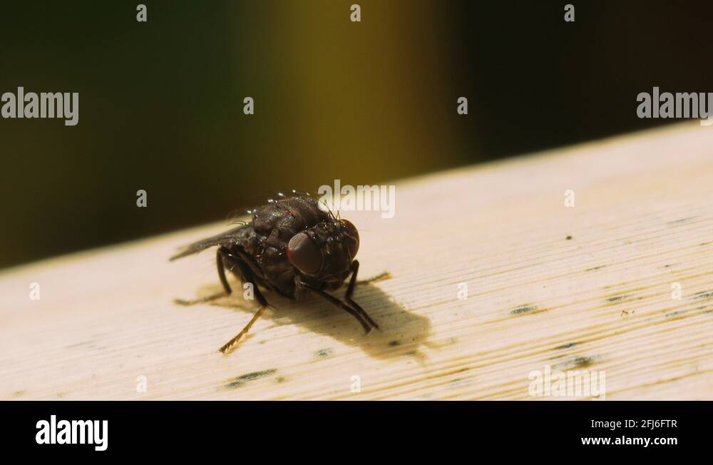 Fly proboscis Stock Videos & Footage - HD and 4K Video Clips - Alamy