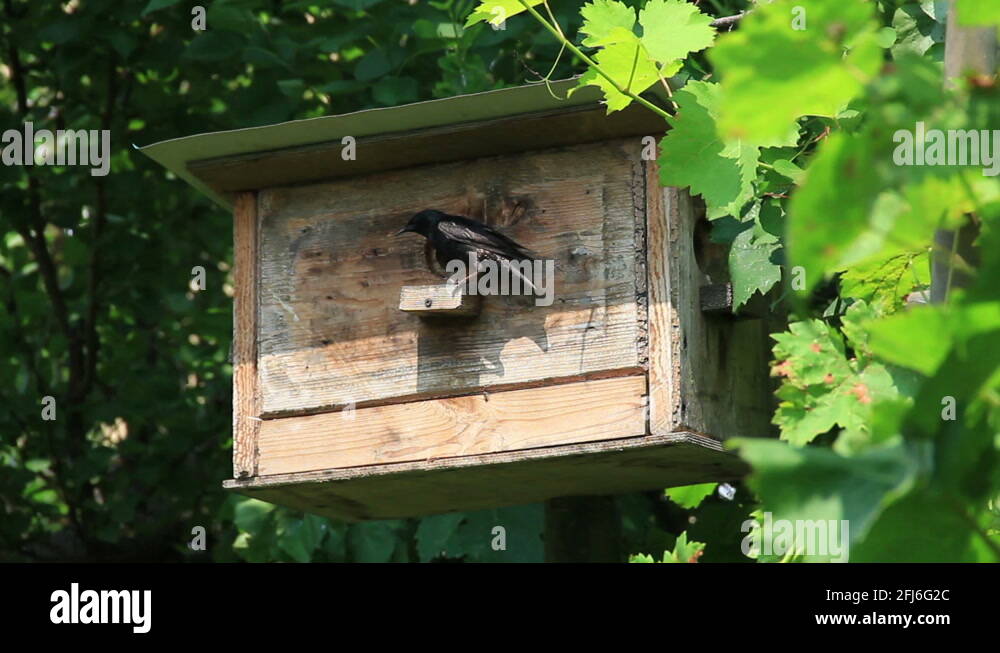 Tall nest box Stock Videos & Footage - HD and 4K Video Clips - Alamy