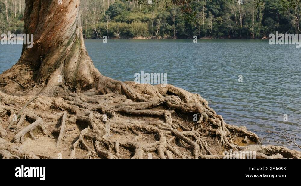 Root texture Stock Videos & Footage - HD and 4K Video Clips - Alamy