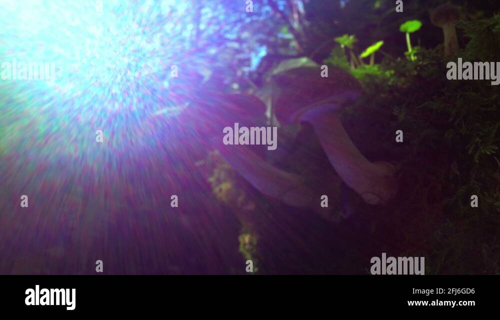 Fungi micro Stock Videos & Footage - HD and 4K Video Clips - Alamy