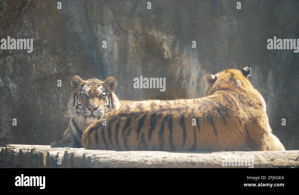 White tiger panthera tigris couple Stock Videos & Footage - HD and 4K ...