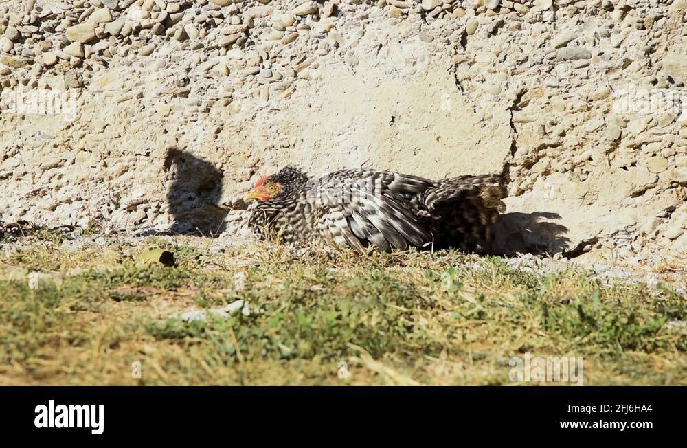 Chicken lying Stock Videos & Footage - HD and 4K Video Clips - Alamy