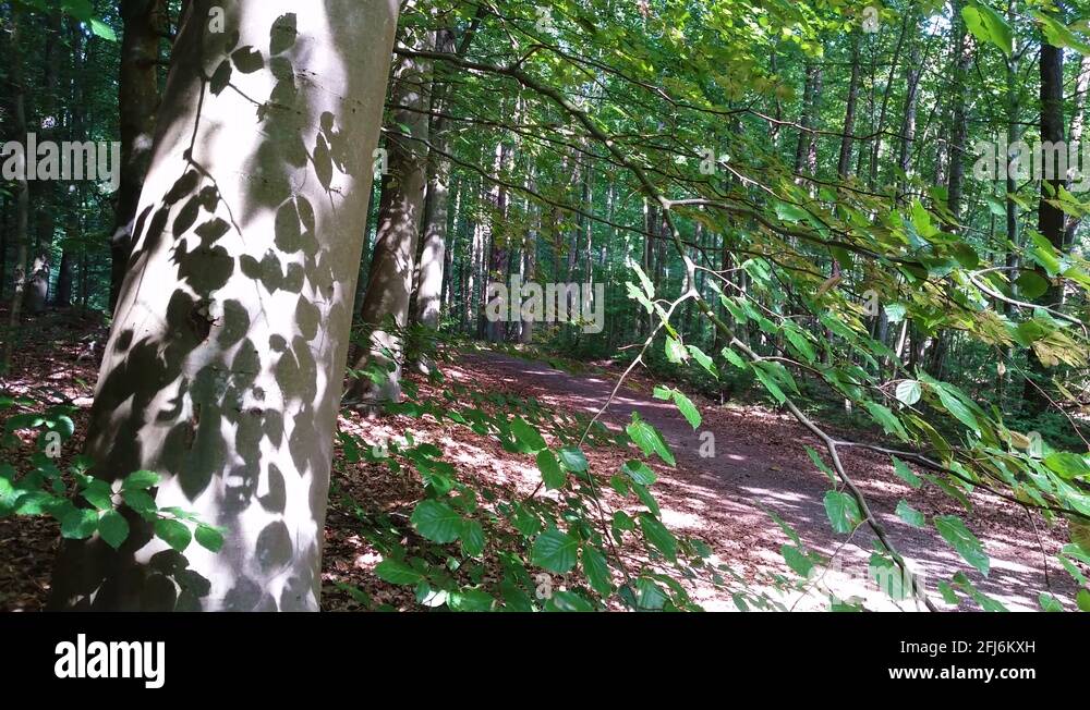 Tree trunk deciduous forest Stock Videos & Footage - HD and 4K Video ...