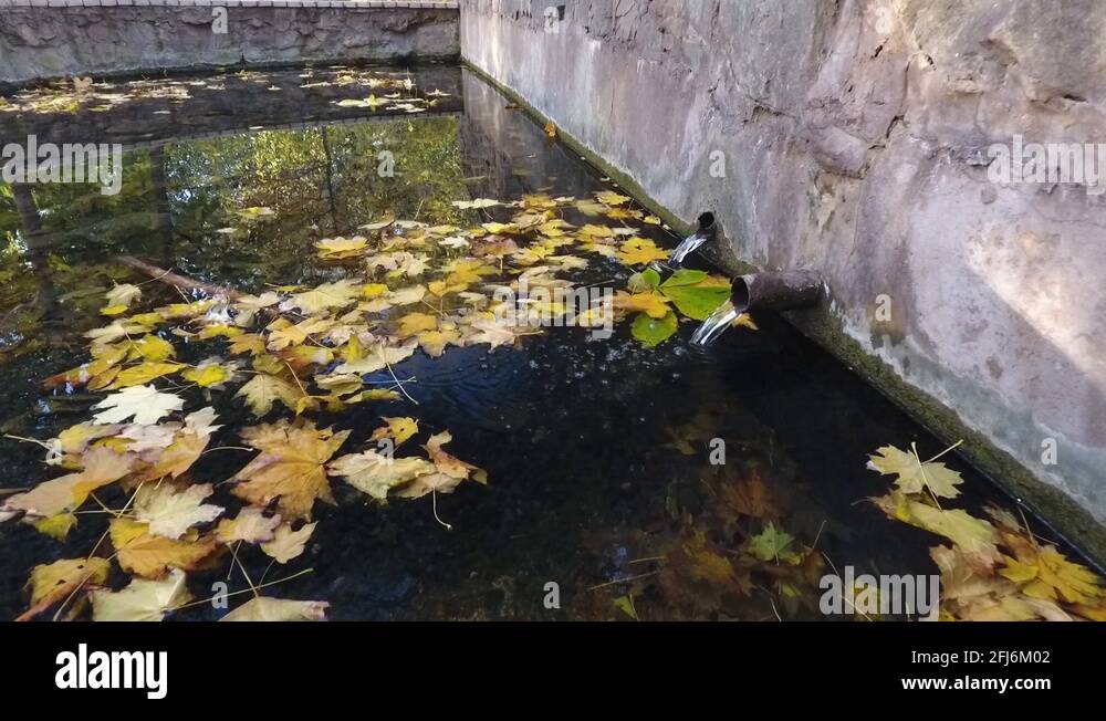 Leaf less trees Stock Videos & Footage - HD and 4K Video Clips - Alamy