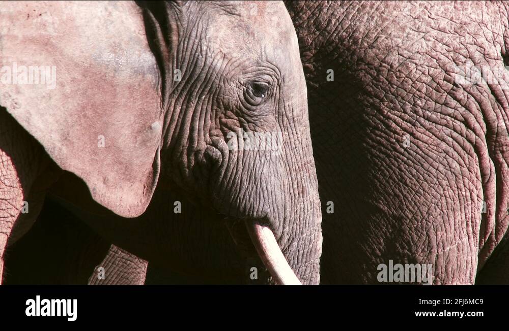Close up of two adult African elephants showing their wrinkled skin ...
