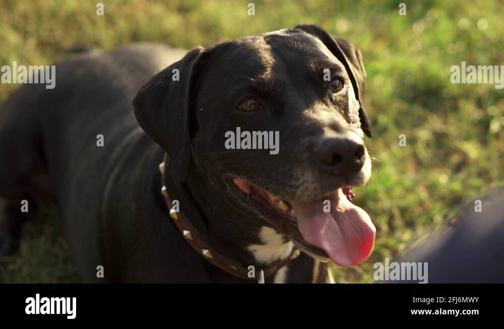 Dog looking over shoulder Stock Videos & Footage - HD and 4K Video ...