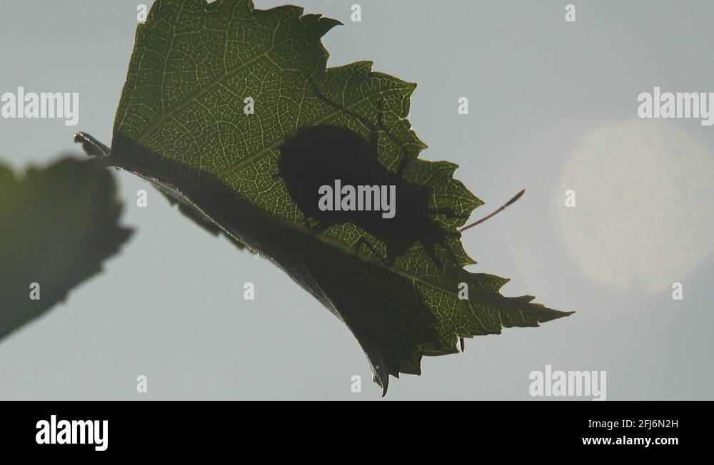 Insect shadow Stock Videos & Footage - HD and 4K Video Clips - Alamy