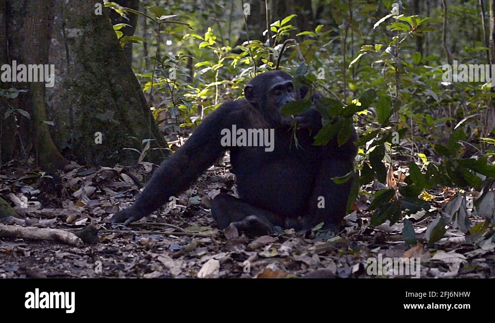 Chimpanzee isolated tree Stock Videos & Footage - HD and 4K Video Clips ...