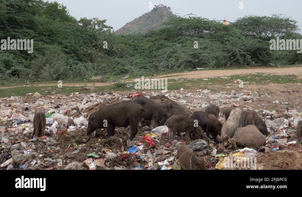 Camel carts passes group of pigs scavenging in garbage dump Stock Video ...