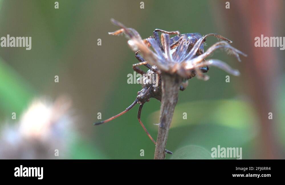 Coreidae bug Stock Videos & Footage - HD and 4K Video Clips - Alamy