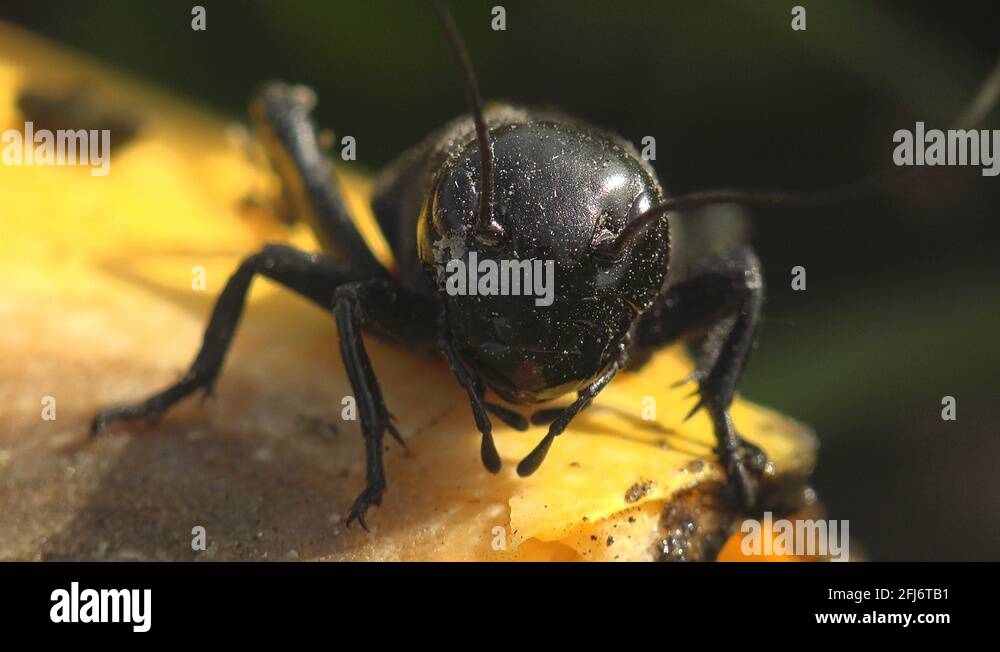 Insect macro 4k: Gryllus campestris is of many crickets known as field ...
