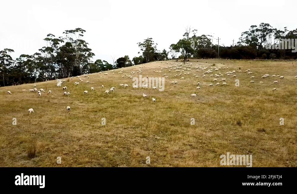 Sheep farming australia Stock Videos & Footage - HD and 4K Video Clips ...