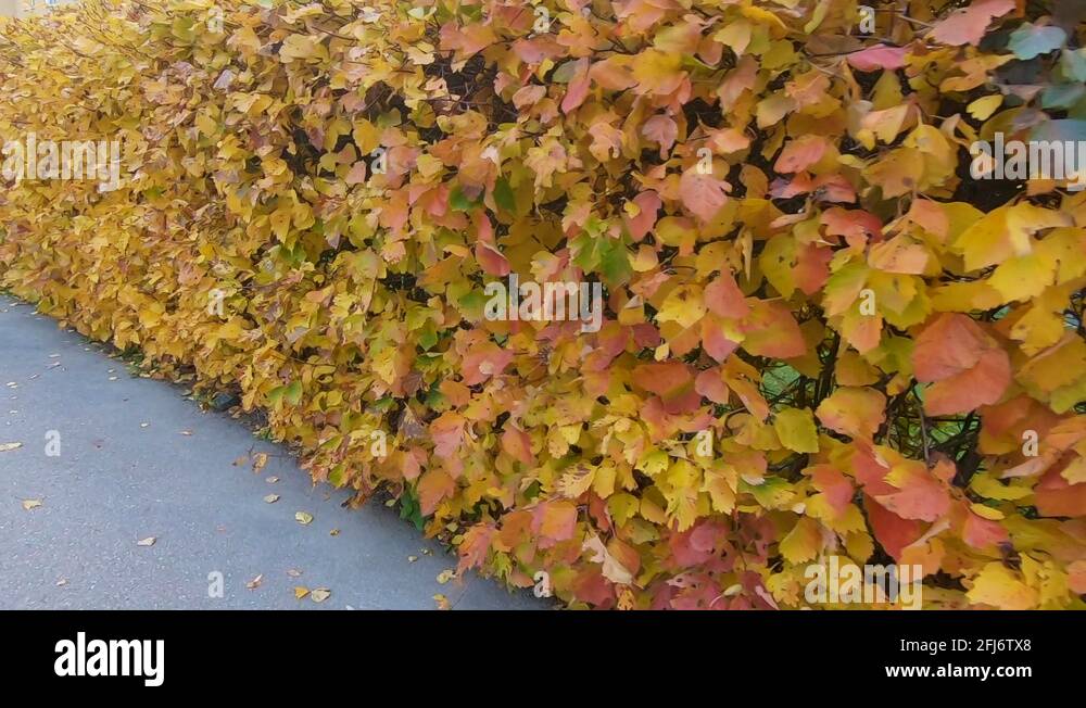 Yellow hedge Stock Videos & Footage - HD and 4K Video Clips - Alamy