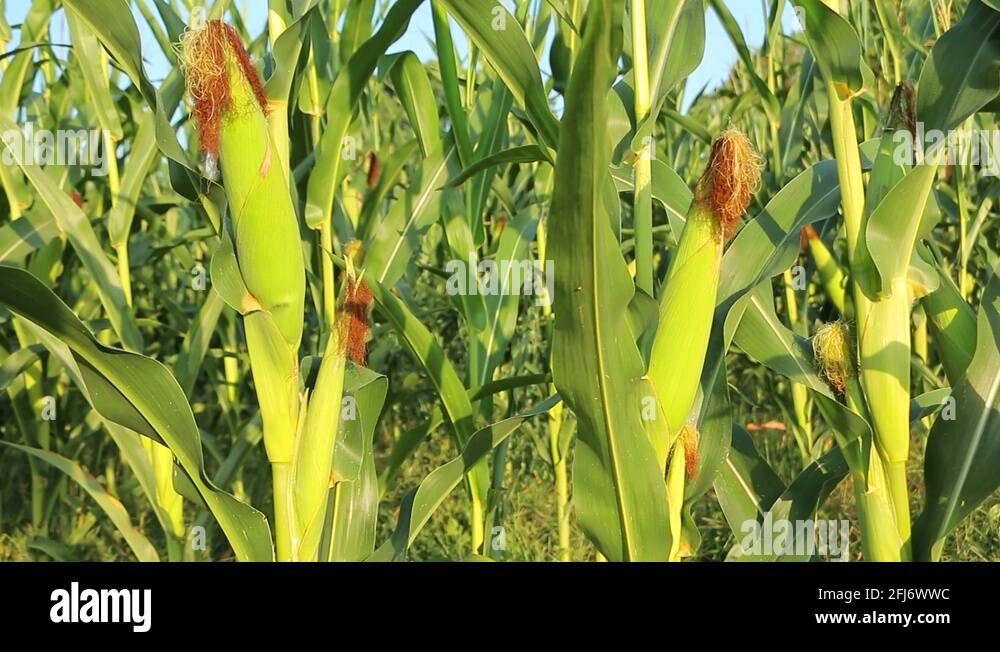 Corn field cob Stock Videos & Footage - HD and 4K Video Clips - Alamy