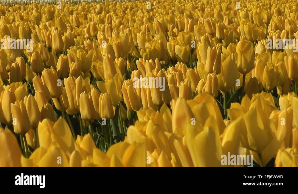 Whole tulip Stock Videos & Footage - HD and 4K Video Clips - Alamy