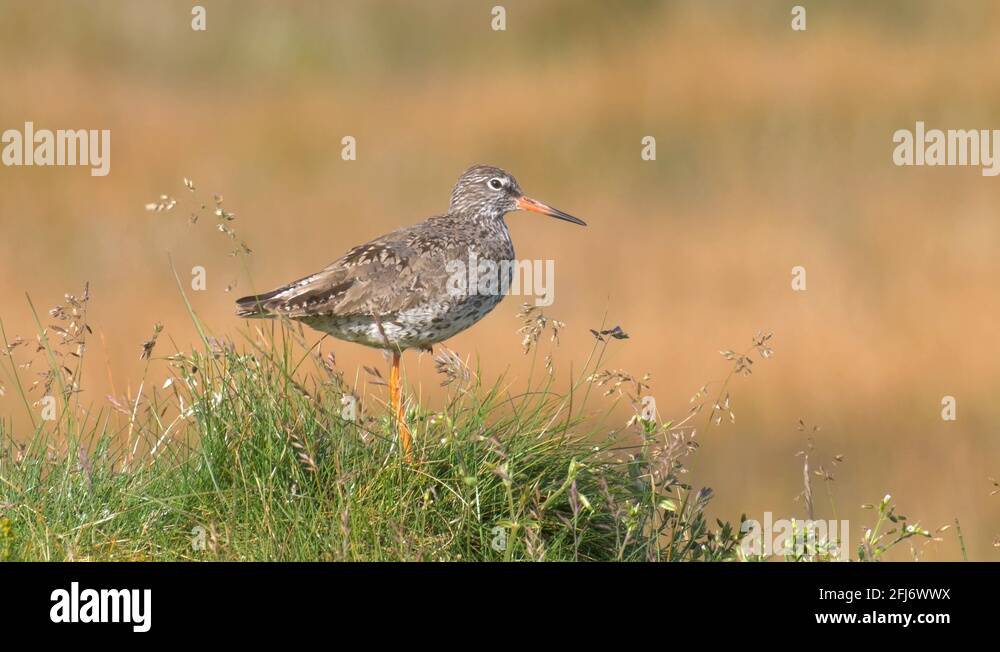 Redshanks Stock Videos & Footage - HD and 4K Video Clips - Alamy