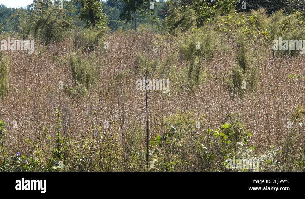 Wavy grass field Stock Videos & Footage - HD and 4K Video Clips - Alamy